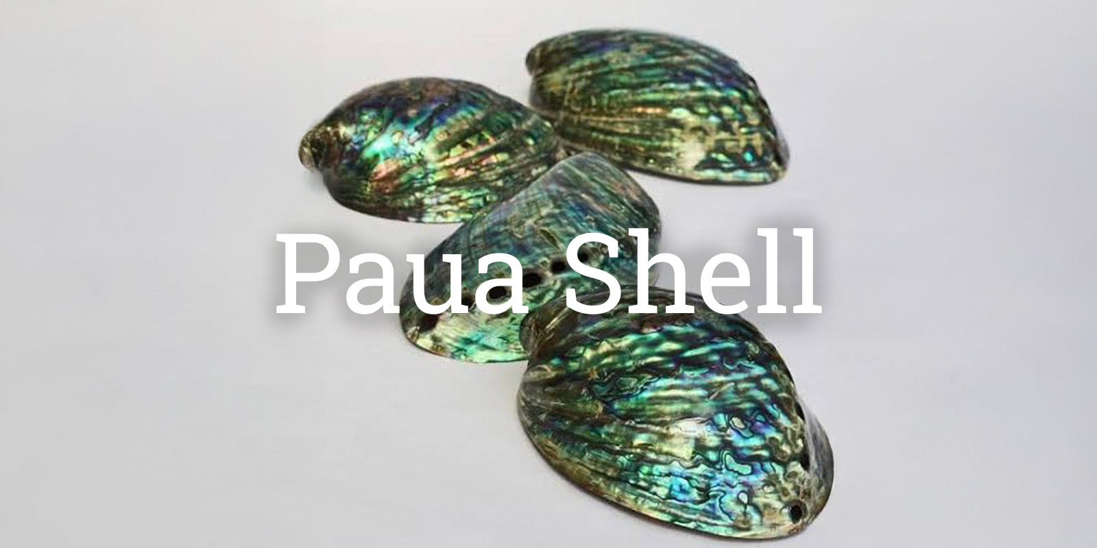 Paua Shell – Flames of the Forest